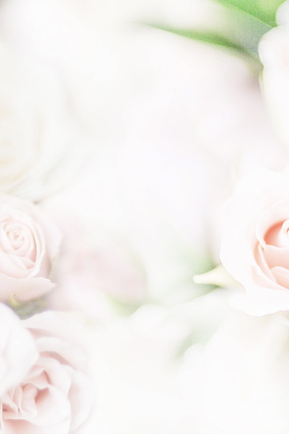 Blushing Blooms Florist & Cafe Shellharbour